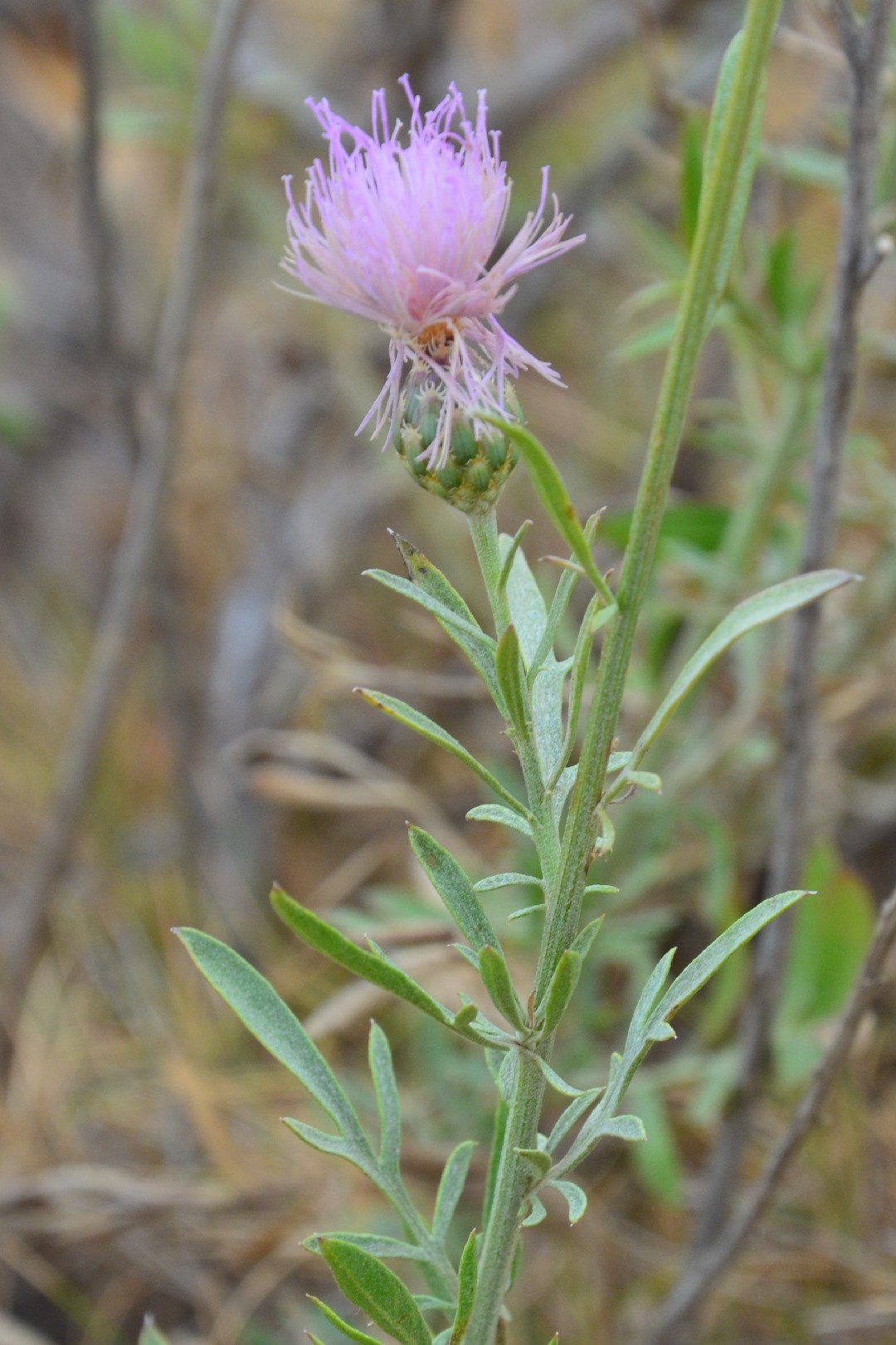 Cheirolophus Care (Watering, Fertilize, Pruning, Propagation) - PictureThis