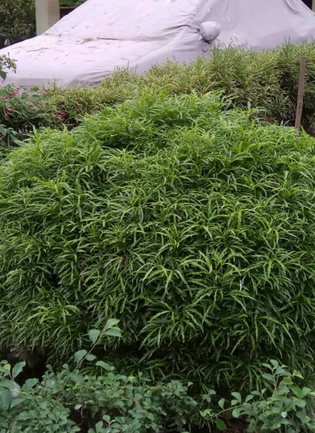 Sambucus (Sambucus) Flower, Leaf, Care, Uses - PictureThis