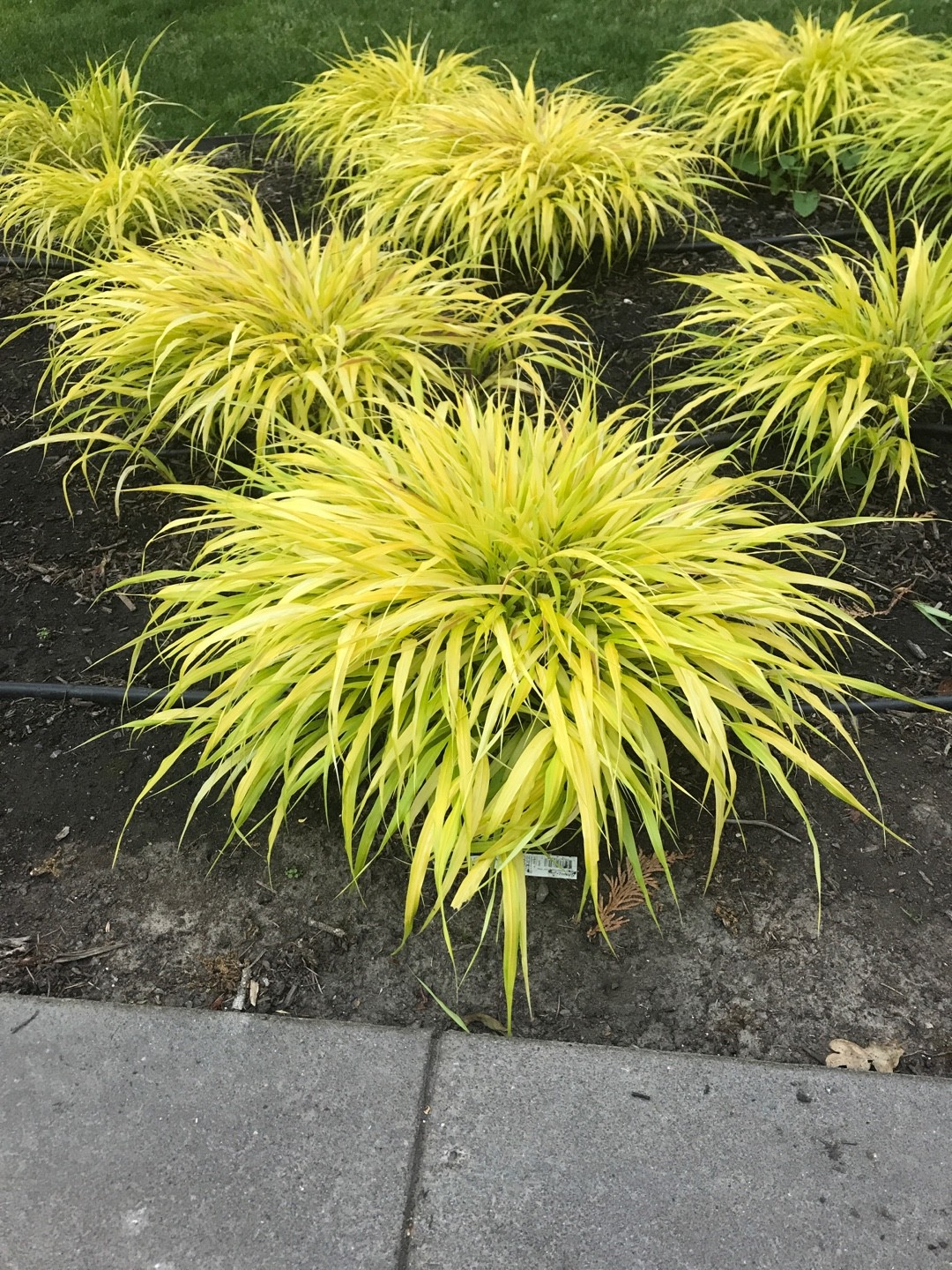 Hakonechloa - PictureThis