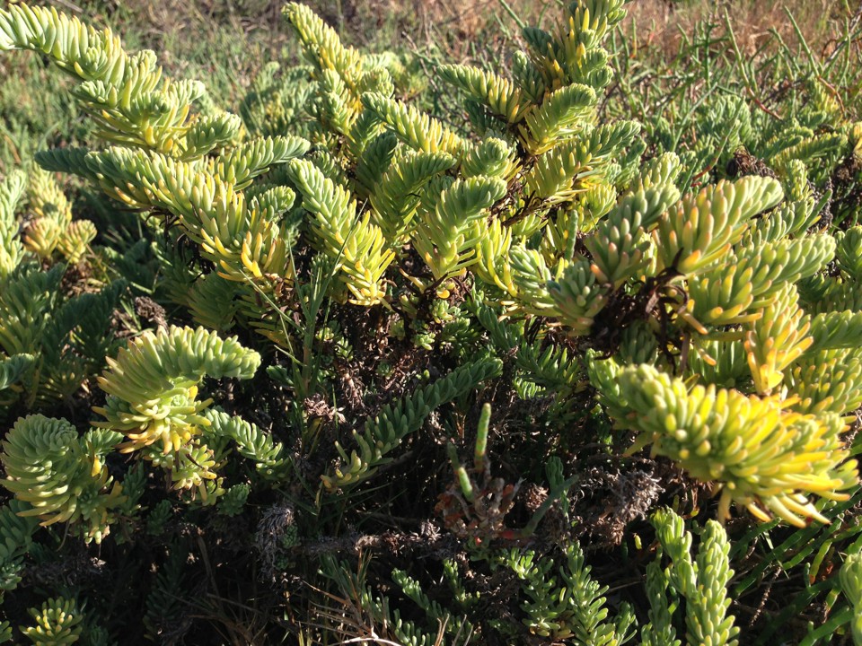California sea-blite (Suaeda californica) Flower, Leaf, Care, Uses ...