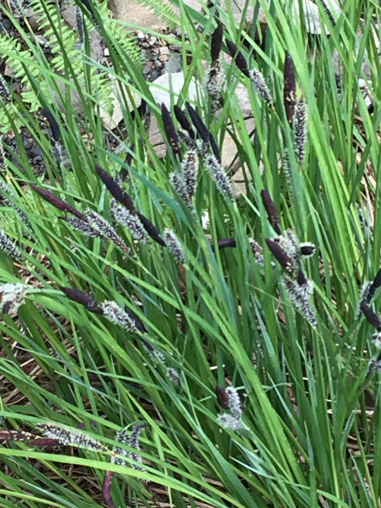 Naked sedge (Carex nudata) Flower, Leaf, Care, Uses - PictureThis