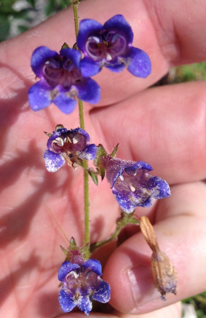 Penstemon heterodoxus - PictureThis