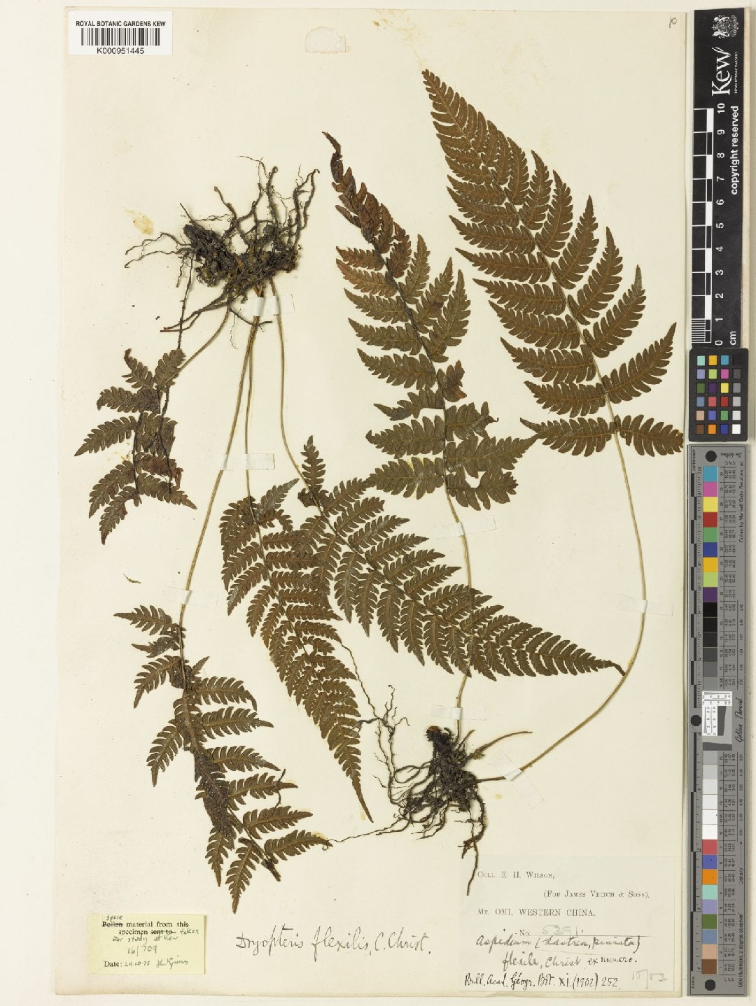 Cyclogramme (Cyclogramma) - PictureThis