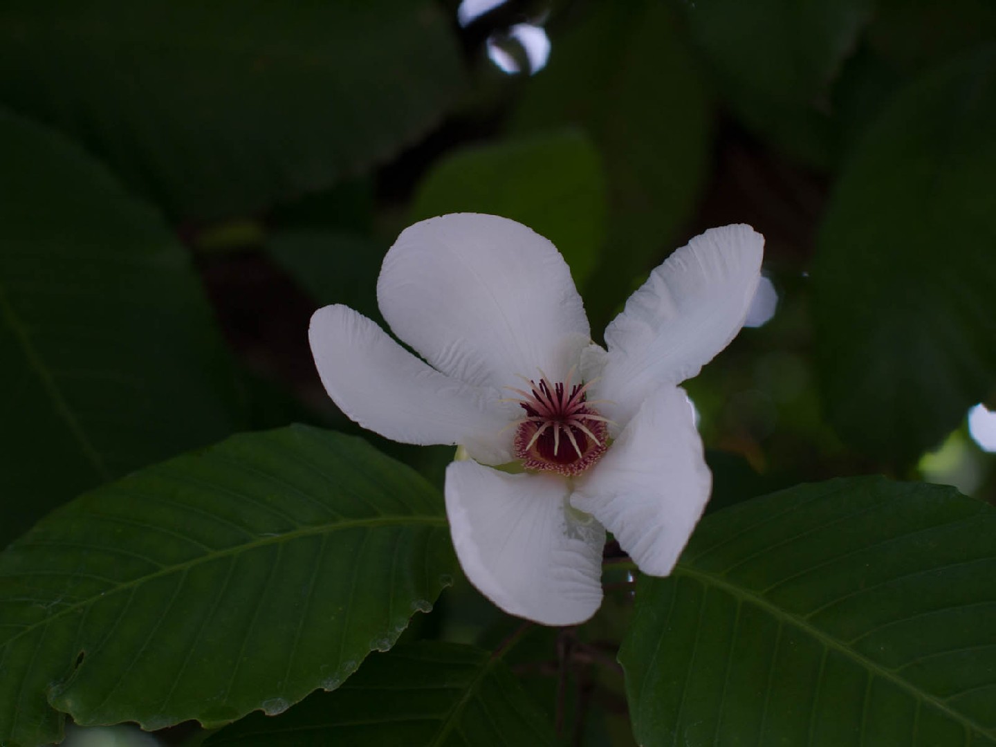 Katmon (Dillenia philippinensis) Flower, Leaf, Care, Uses - PictureThis