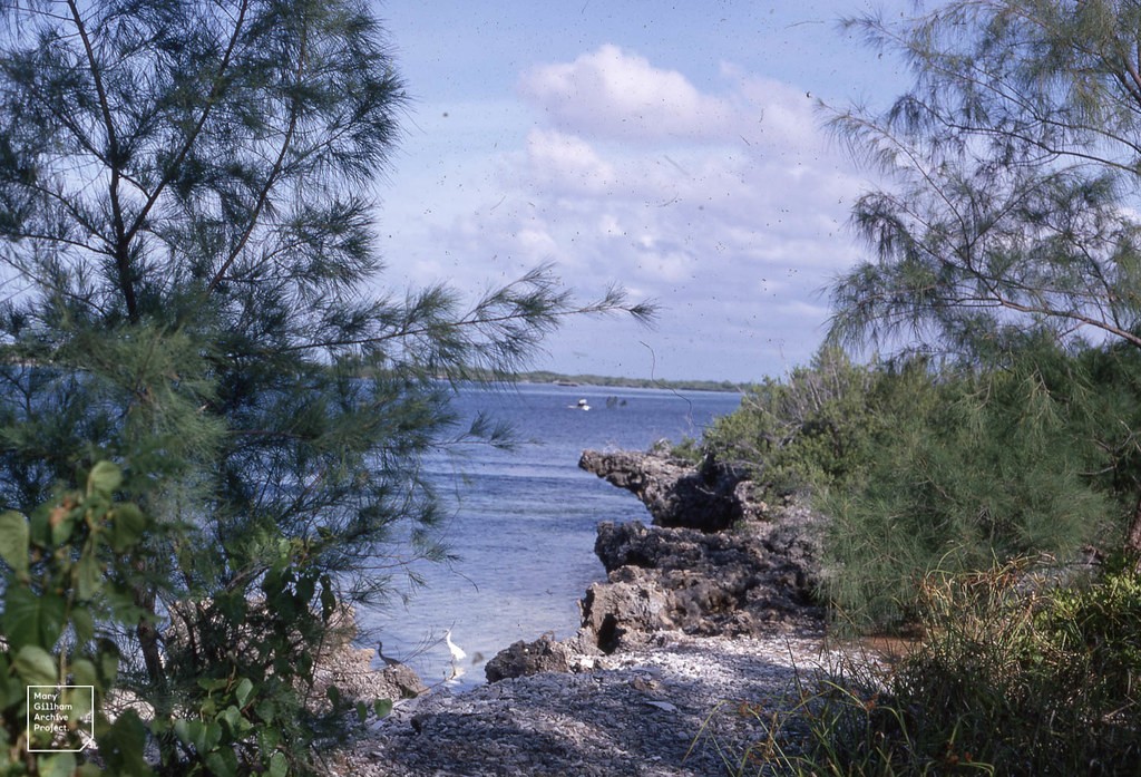 Cyperus ligularis - PictureThis