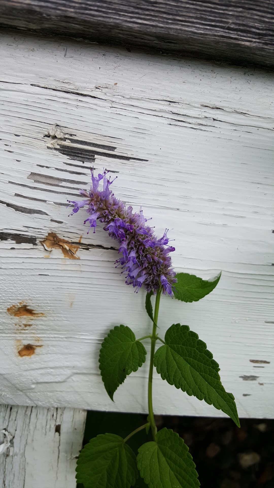 Plantas Y Variedades De Agastache Foeniculum Perfil De La Planta