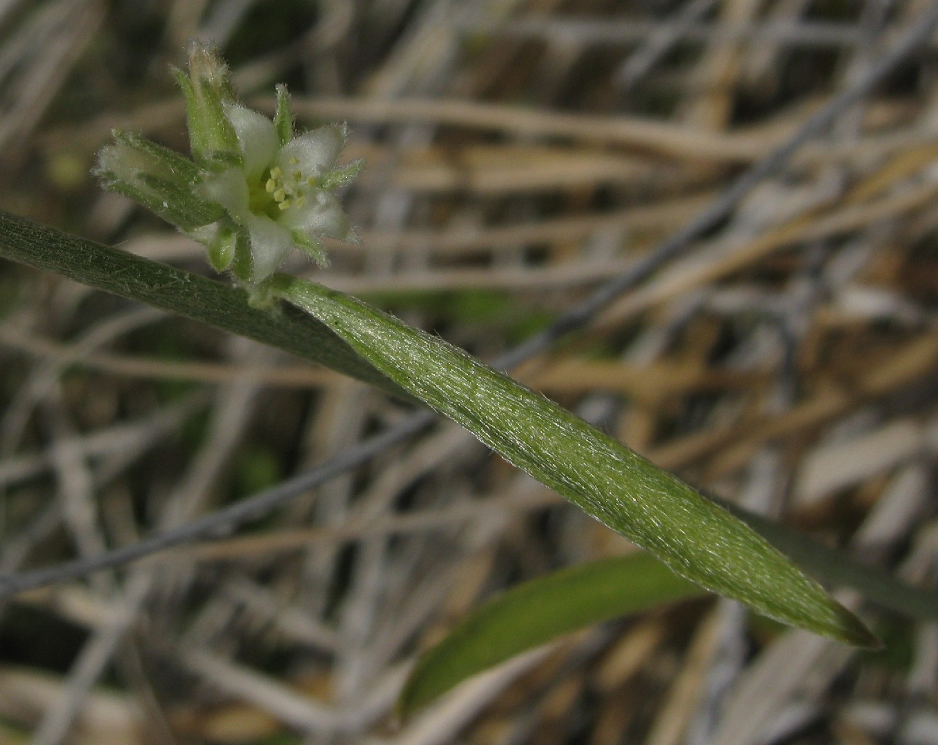 Ditaxis lanceolata - PictureThis