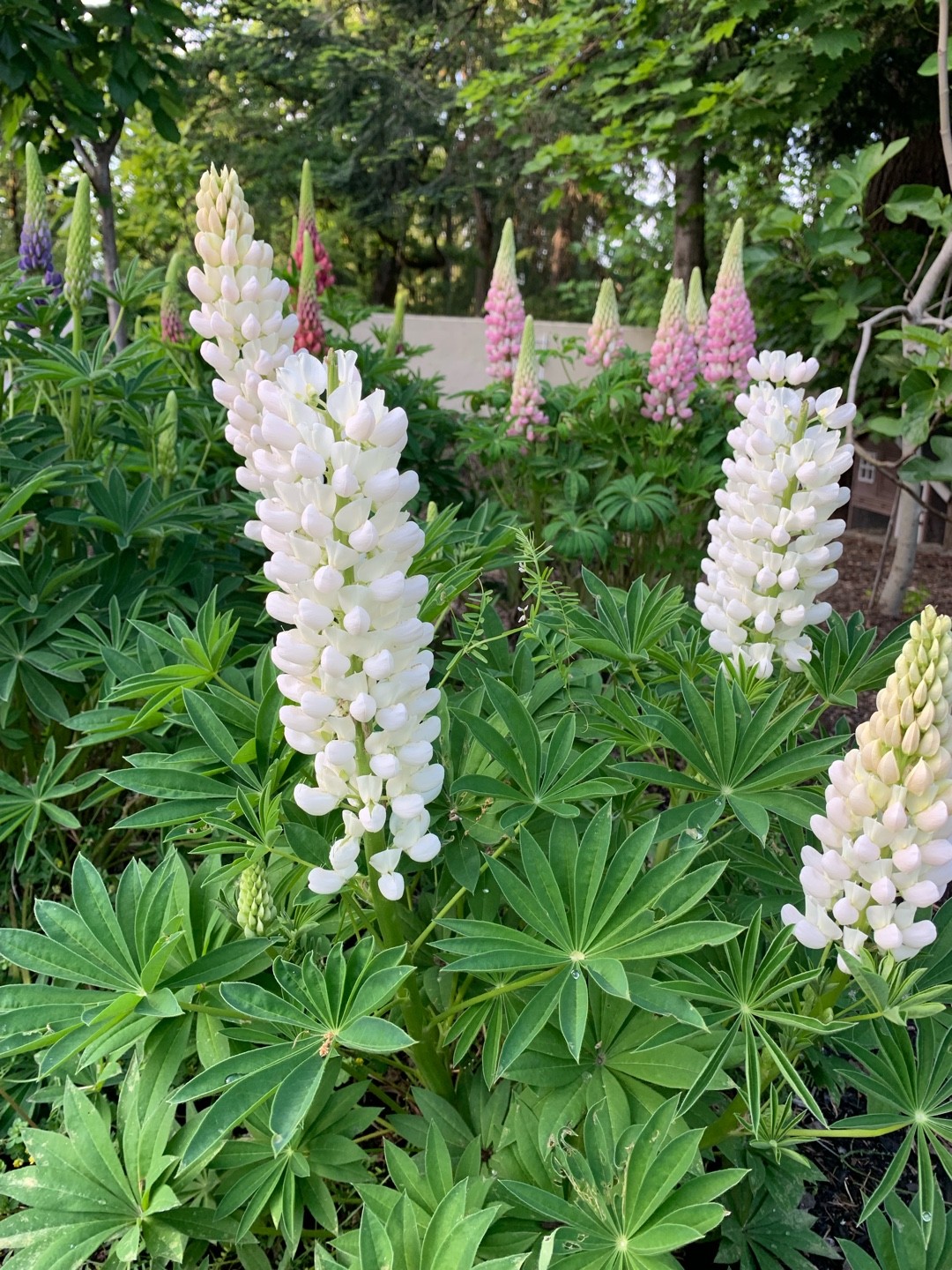 Lupinen (Lupinus) - PictureThis