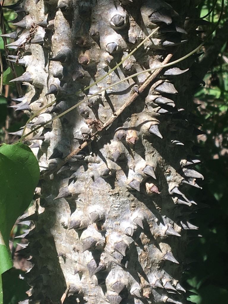 Hura polyandra Flower, Leaf, Care, Uses - PictureThis