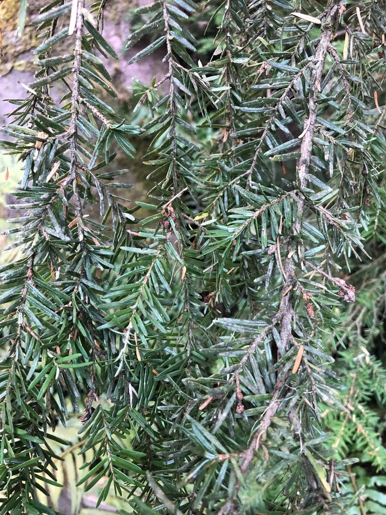 Conifers (Pinopsida) Flower, Leaf, Care, Uses - PictureThis