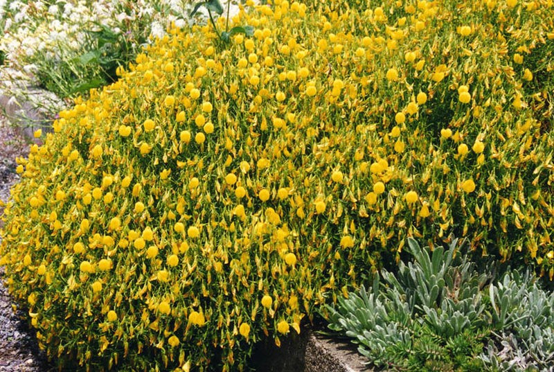 Ononis pusilla 照顧，種植，繁殖，開花時間 - PictureThis