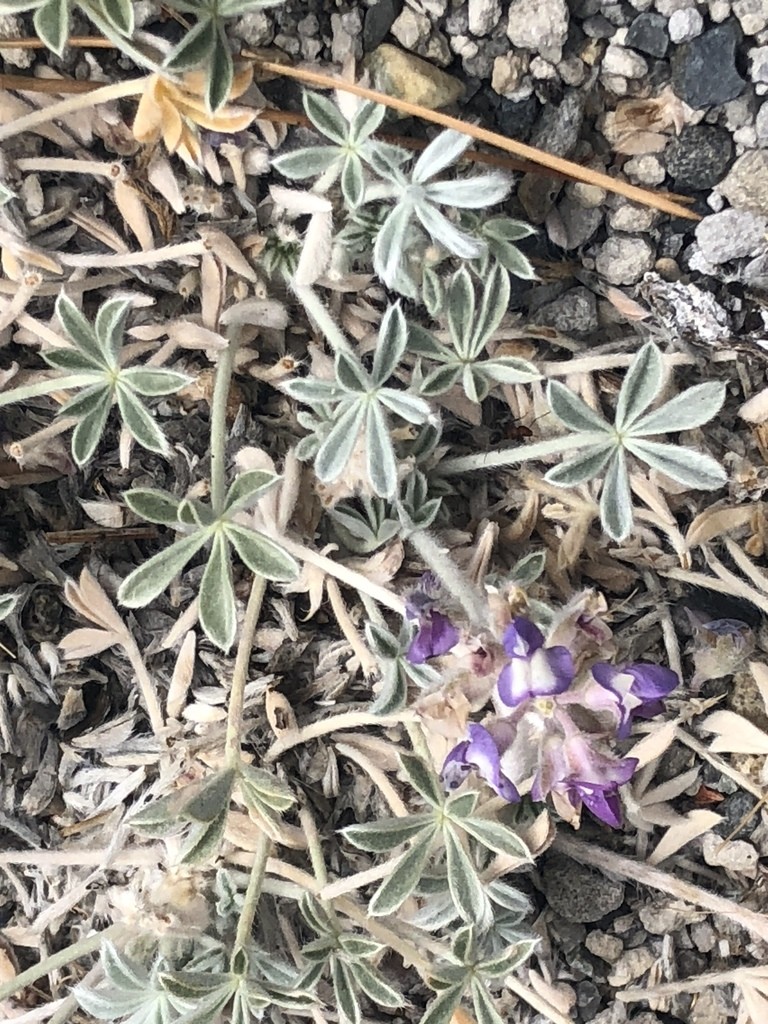 Lupinus duranii - PictureThis