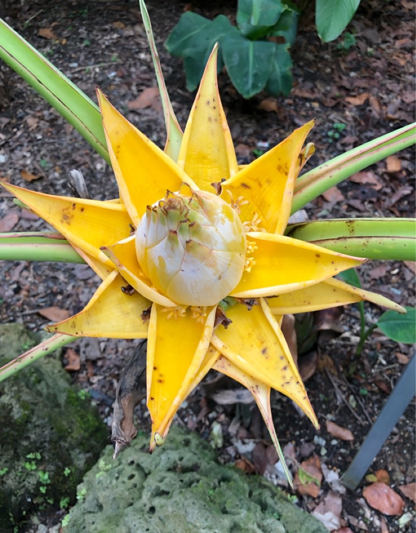 Musella Flower, Leaf, Care, Uses - PictureThis