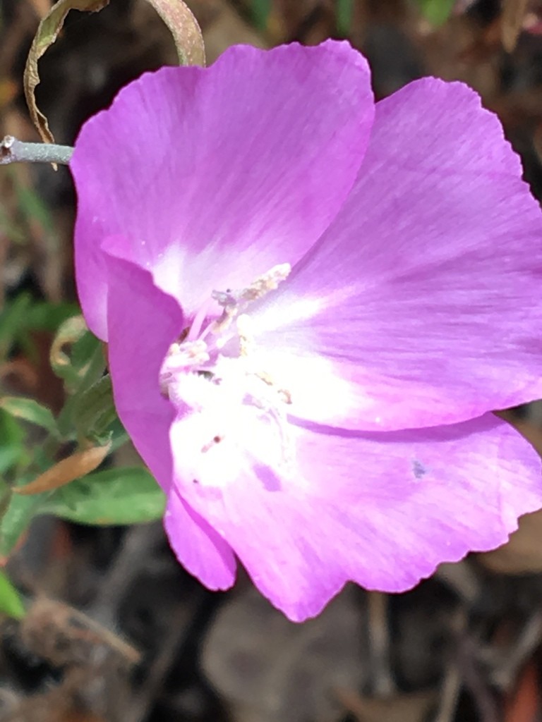 Clarkia lewisii - PictureThis