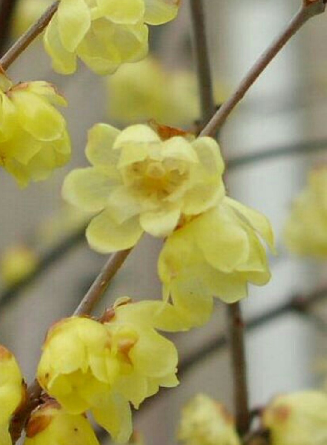 Chimonanthus Flower, Leaf, Care, Uses - PictureThis