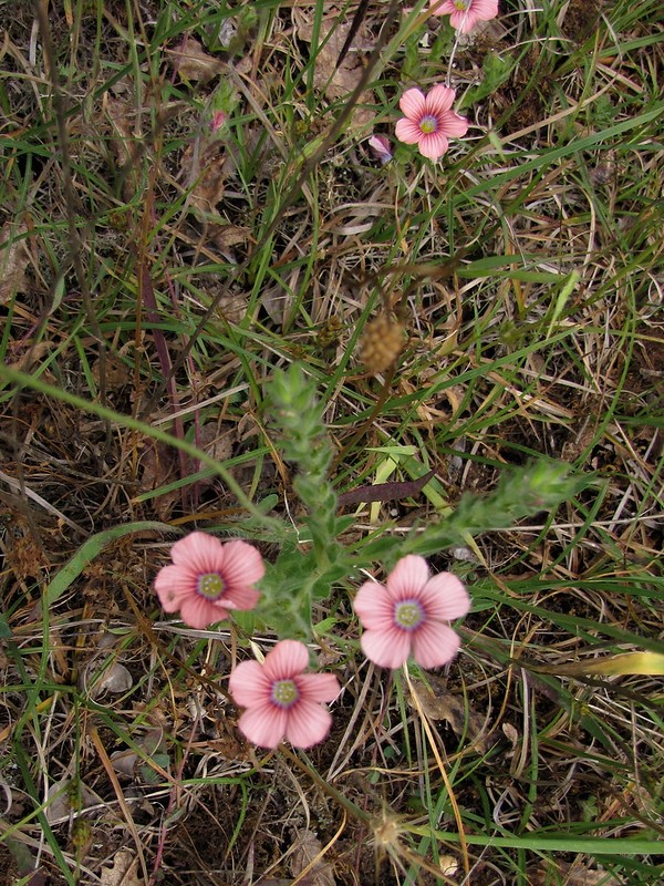 Linum pubescens - PictureThis