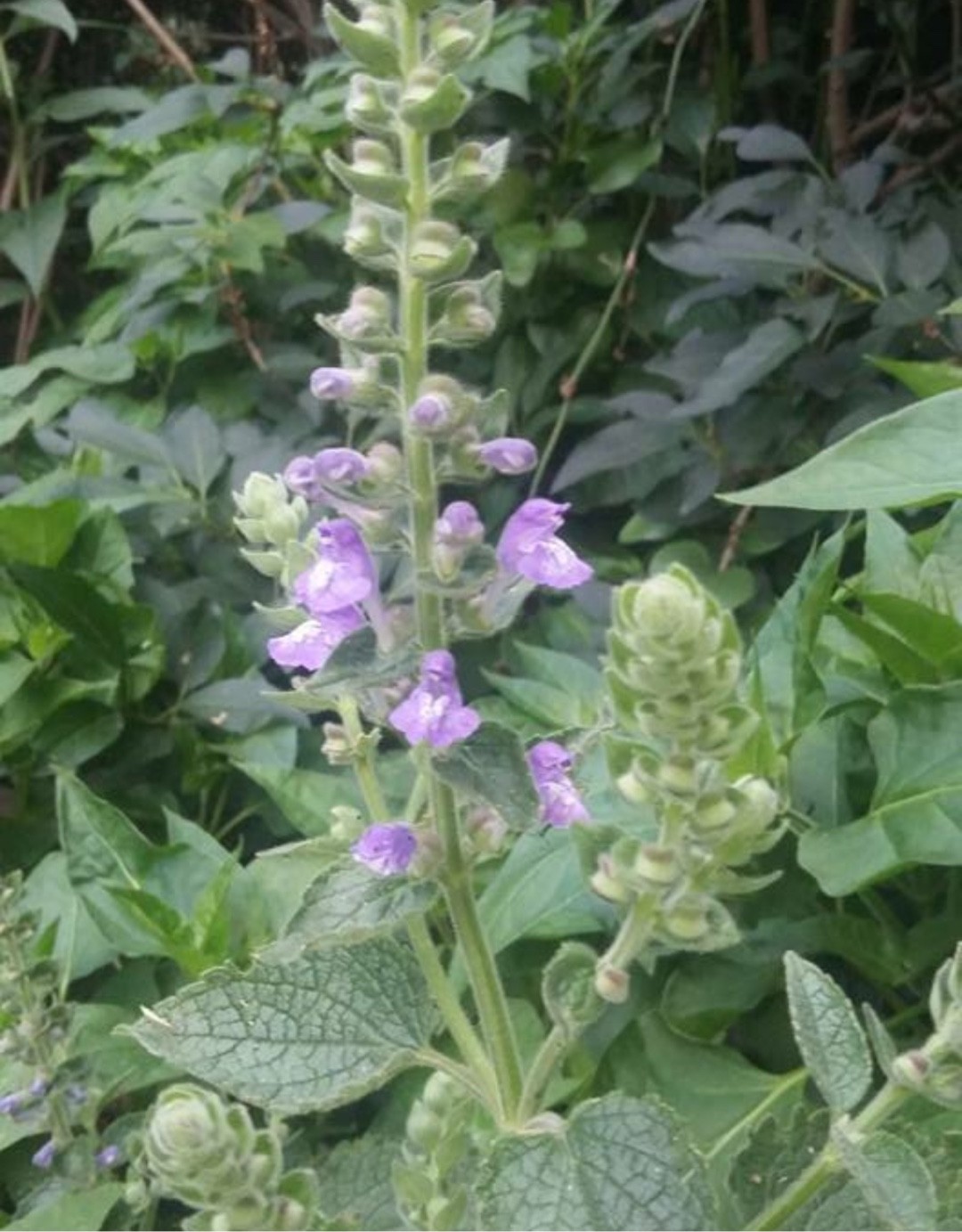 Heartleaf skullcap (Scutellaria ovata) Flower, Leaf, Care, Uses ...