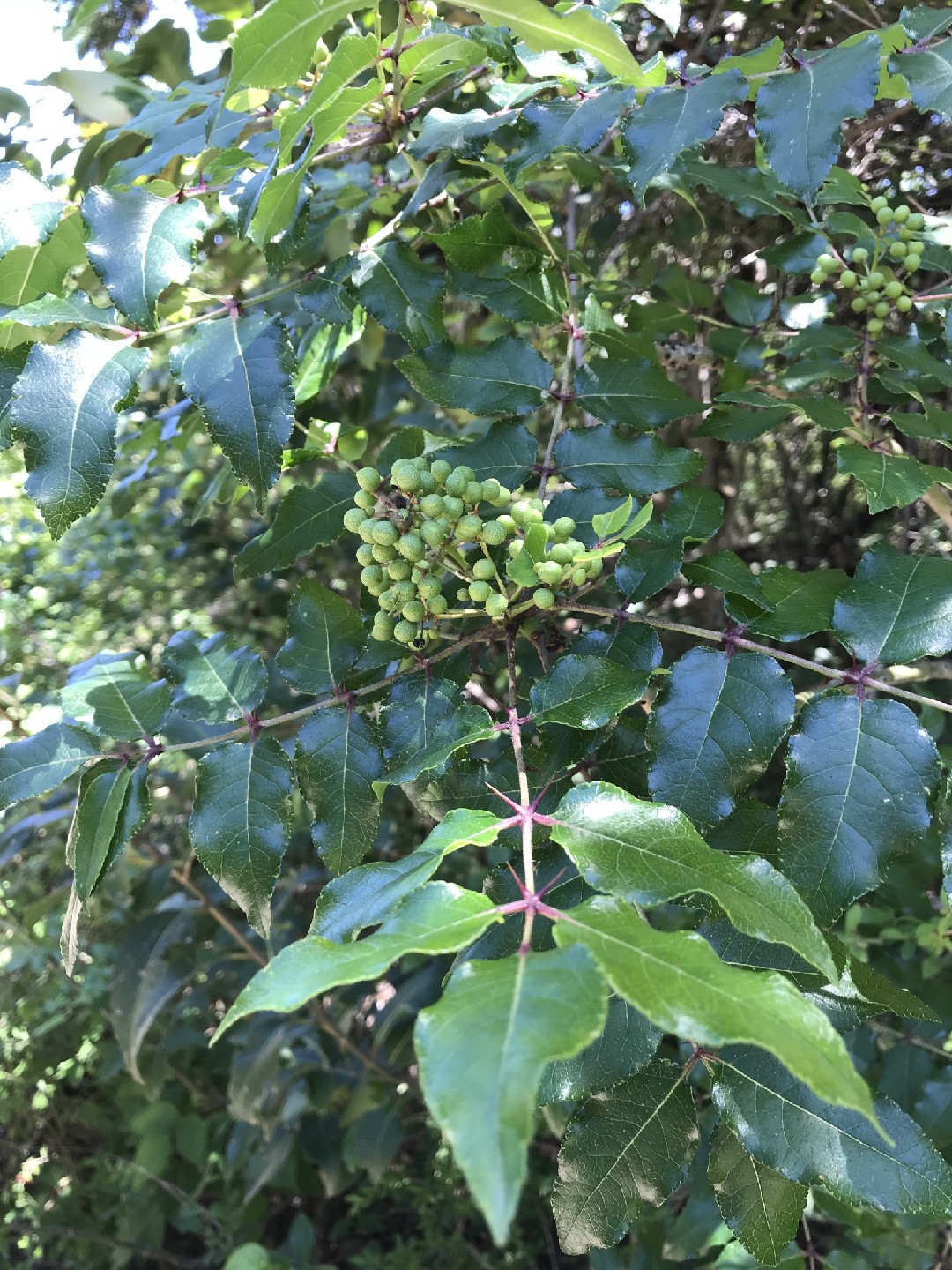プリックリーアッシュ (Zanthoxylum clava-herculis subsp. fruticosum) 花言葉，毒性，よくある質問 - PictureThis
