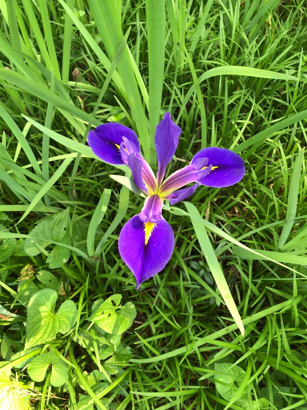 Irises (Iris) - PictureThis