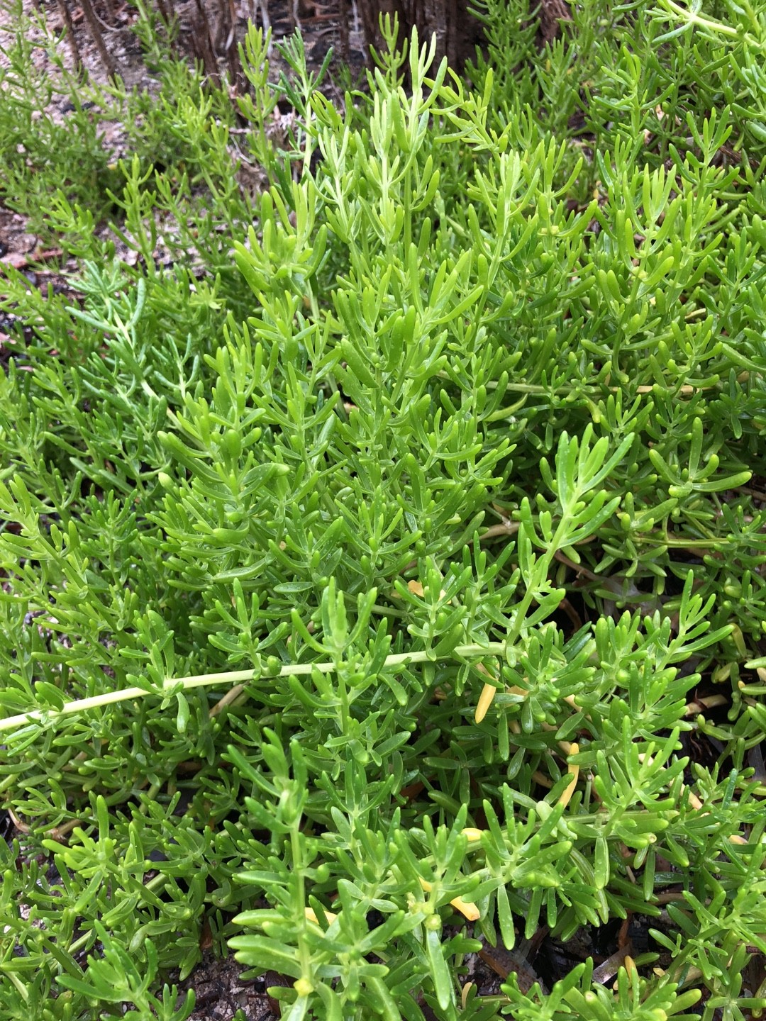 Saltwort (Batis maritima) Flower, Leaf, Care, Uses - PictureThis