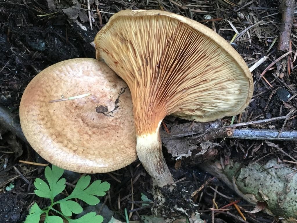 Rollrims (Paxillus) Flower, Leaf, Care, Uses - PictureThis