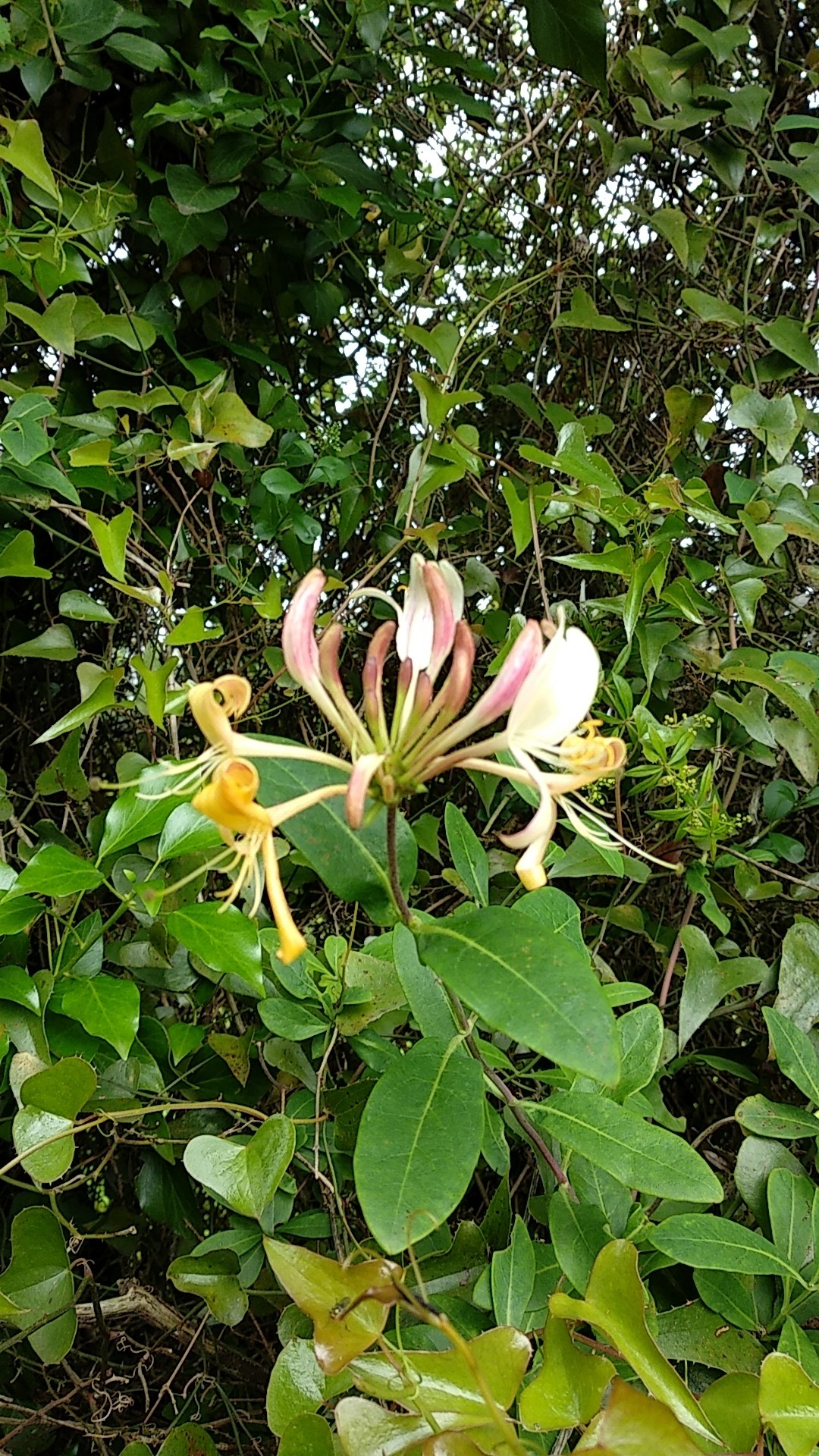スイカズラ属 (Lonicera) 花言葉，毒性，よくある質問 - PictureThis