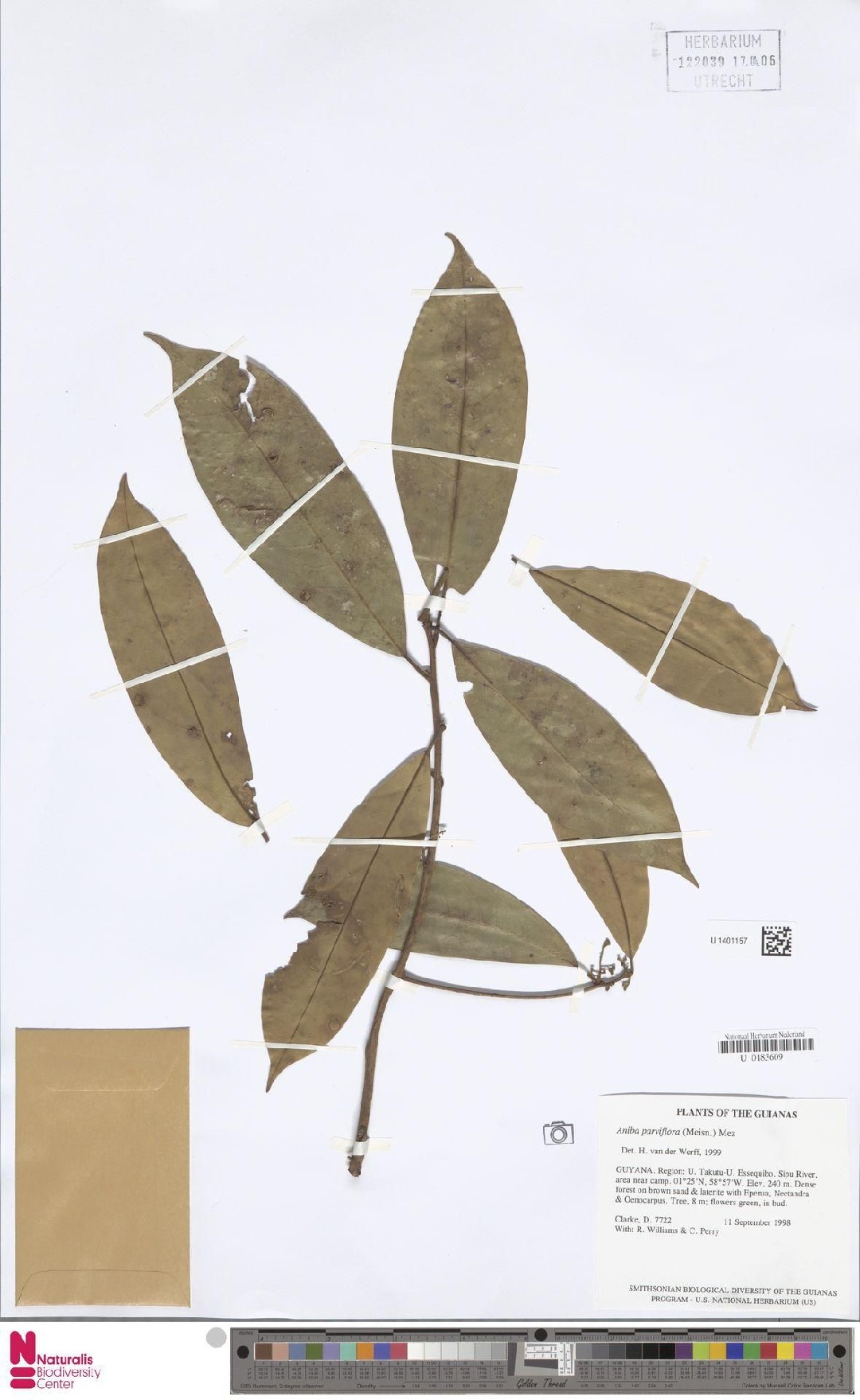 Macacaporanga (Aniba parviflora) Flower, Leaf, Care, Uses - PictureThis