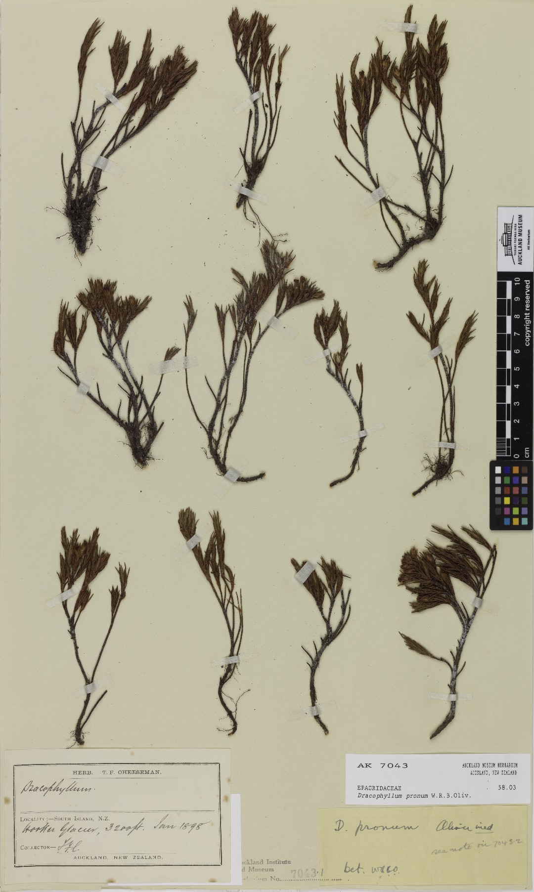 Dracophyllum pronum - PictureThis