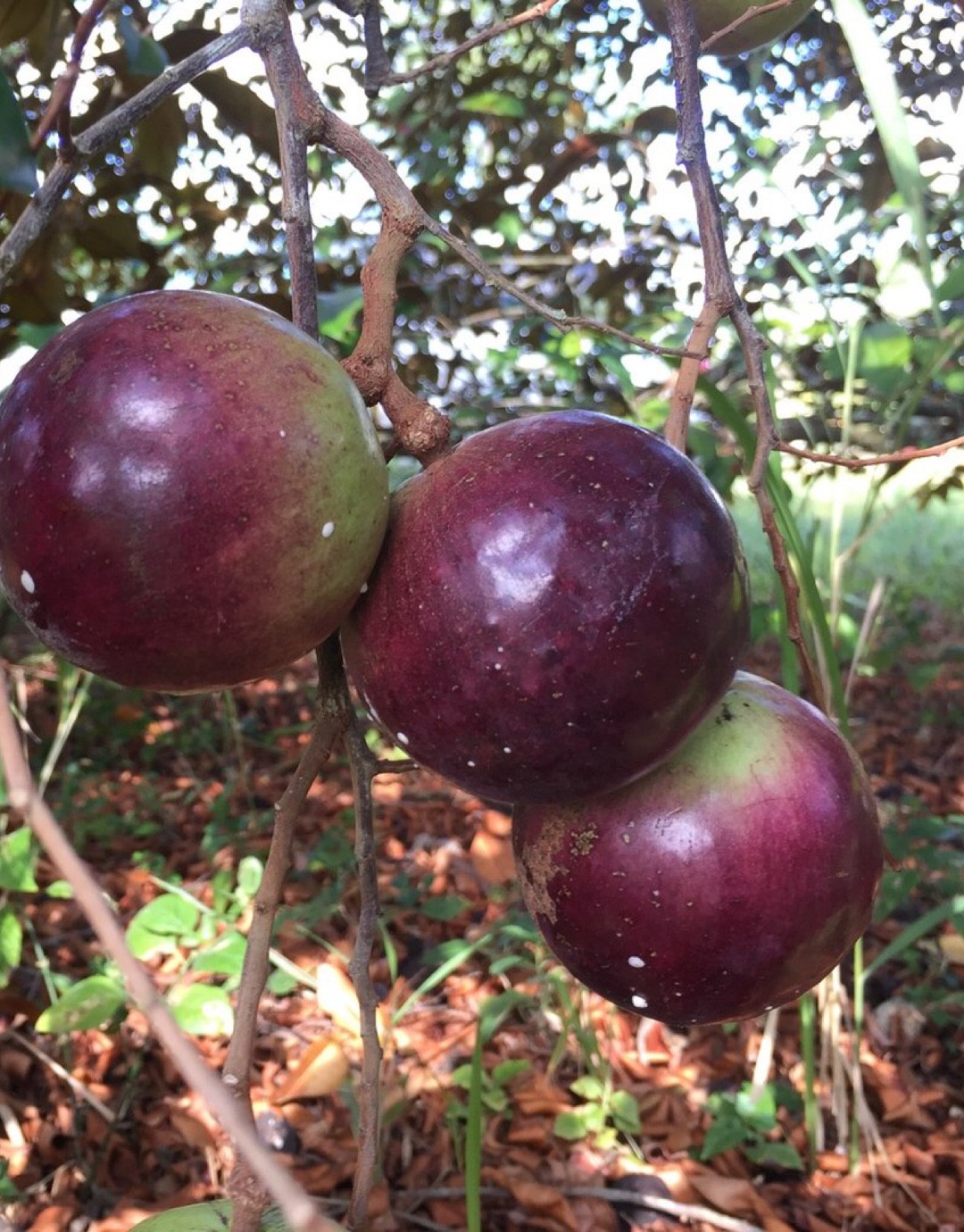 Chrysophyllum Flower, Leaf, Care, Uses - PictureThis