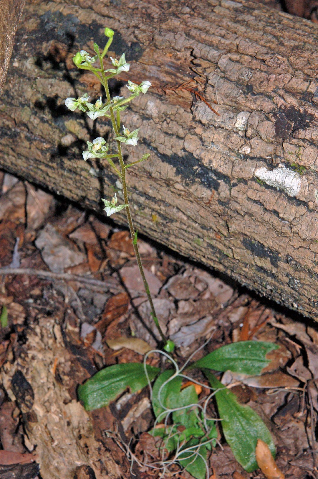 Ponthieva racemosa - PictureThis