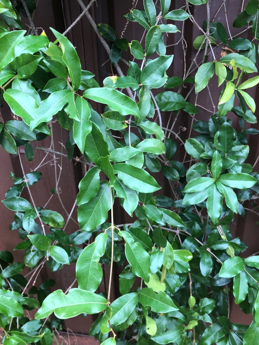 Gnetum (Gnetum) - PictureThis