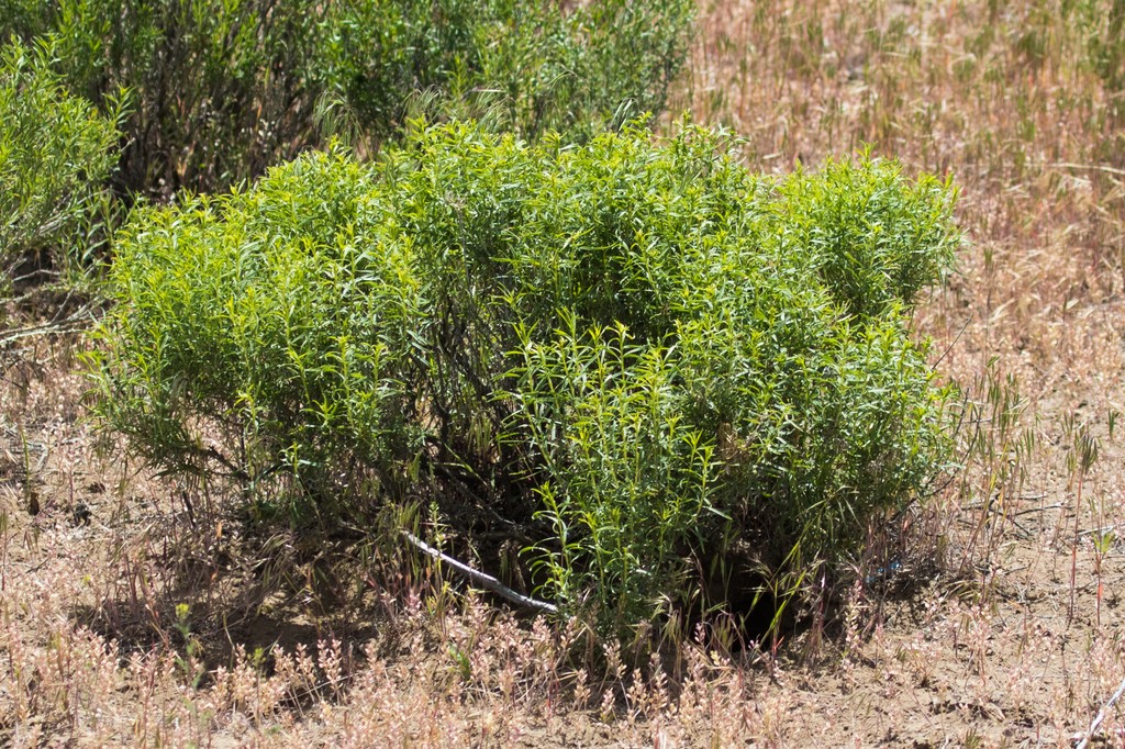 Cola de conejo amarilla (Chrysothamnus viscidiflorus) - PictureThis