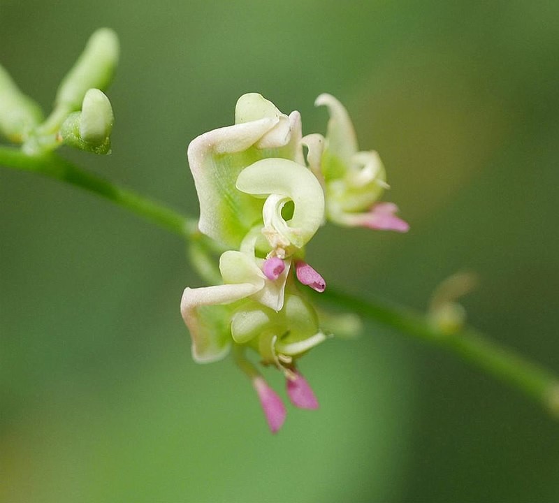 Apios fortunei - PictureThis