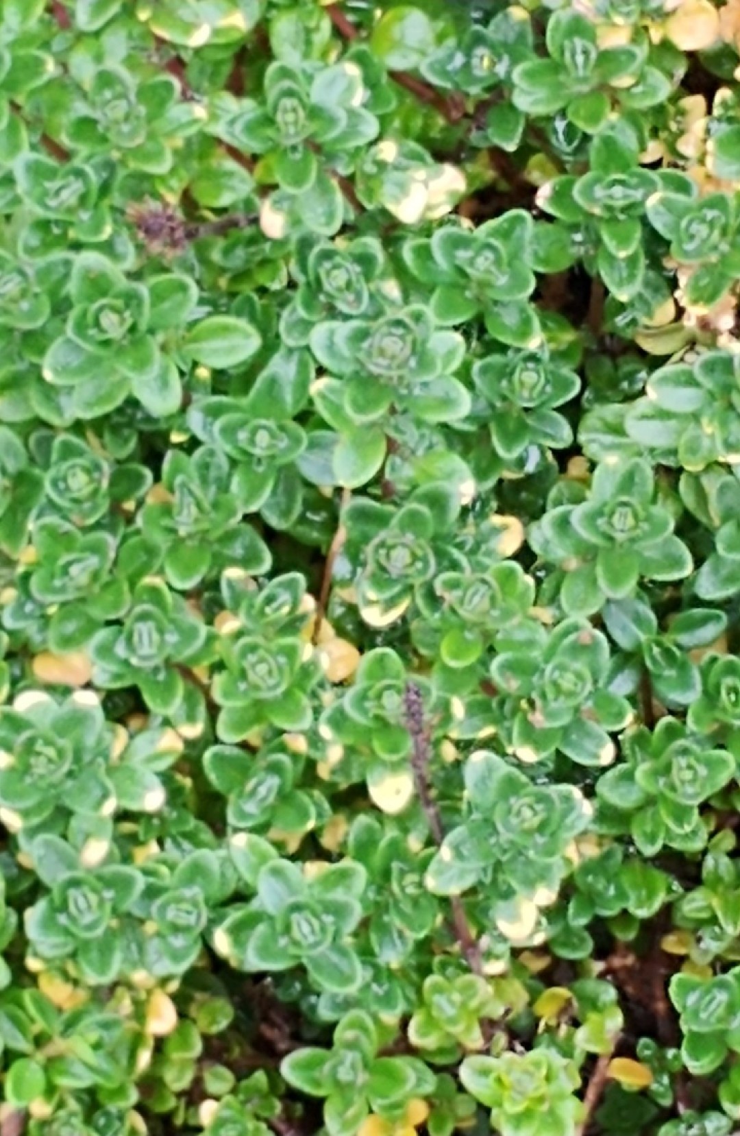Thymus citriodorus 'Doone Valley' - PictureThis