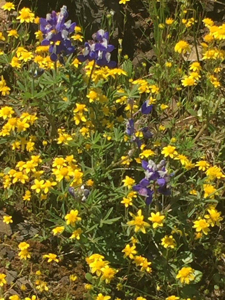 Coastal goldfields (Lasthenia minor) Flower, Leaf, Care, Uses - PictureThis