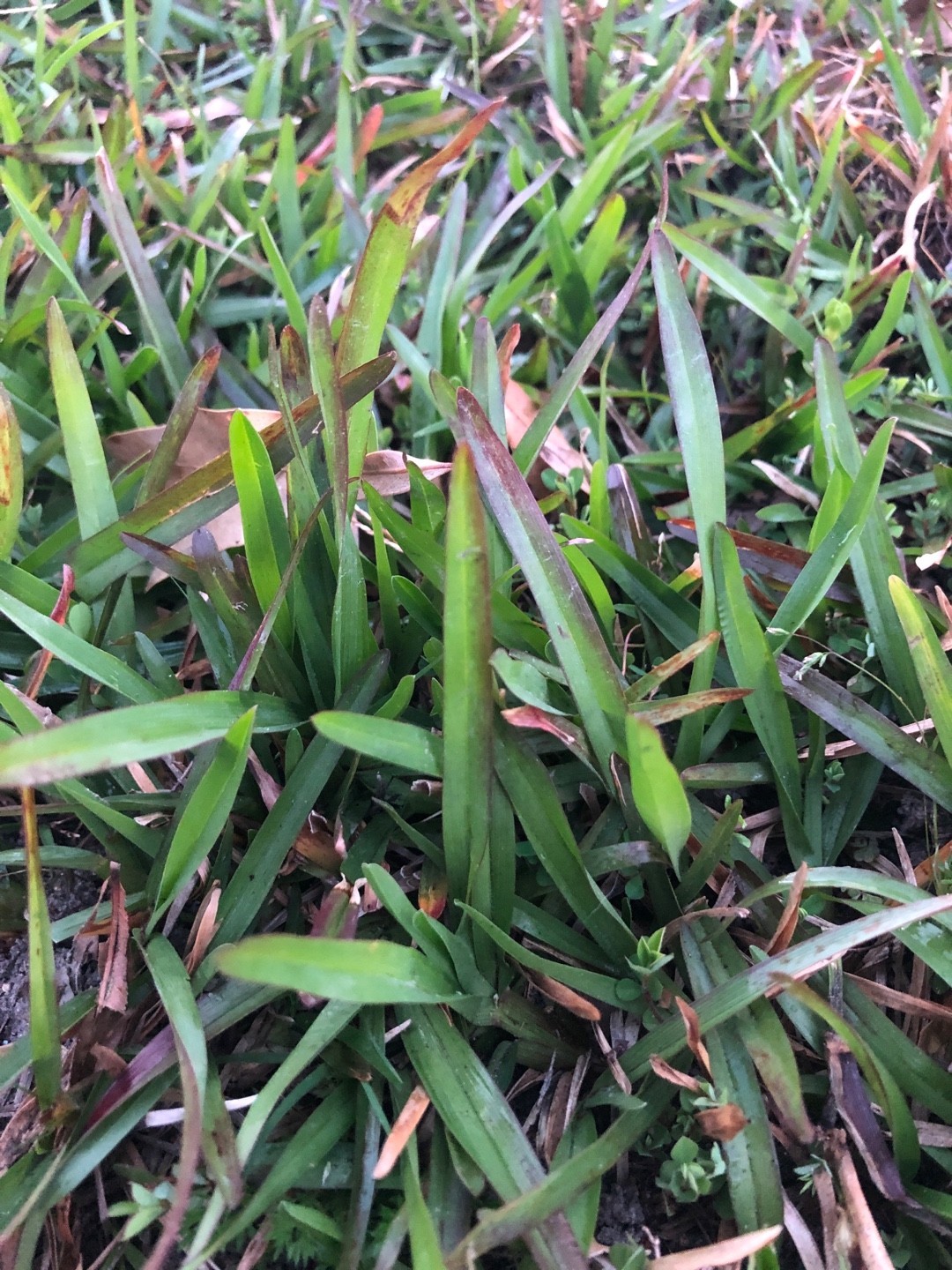 Carpet grasses Care (Watering, Fertilize, Pruning, Propagation ...