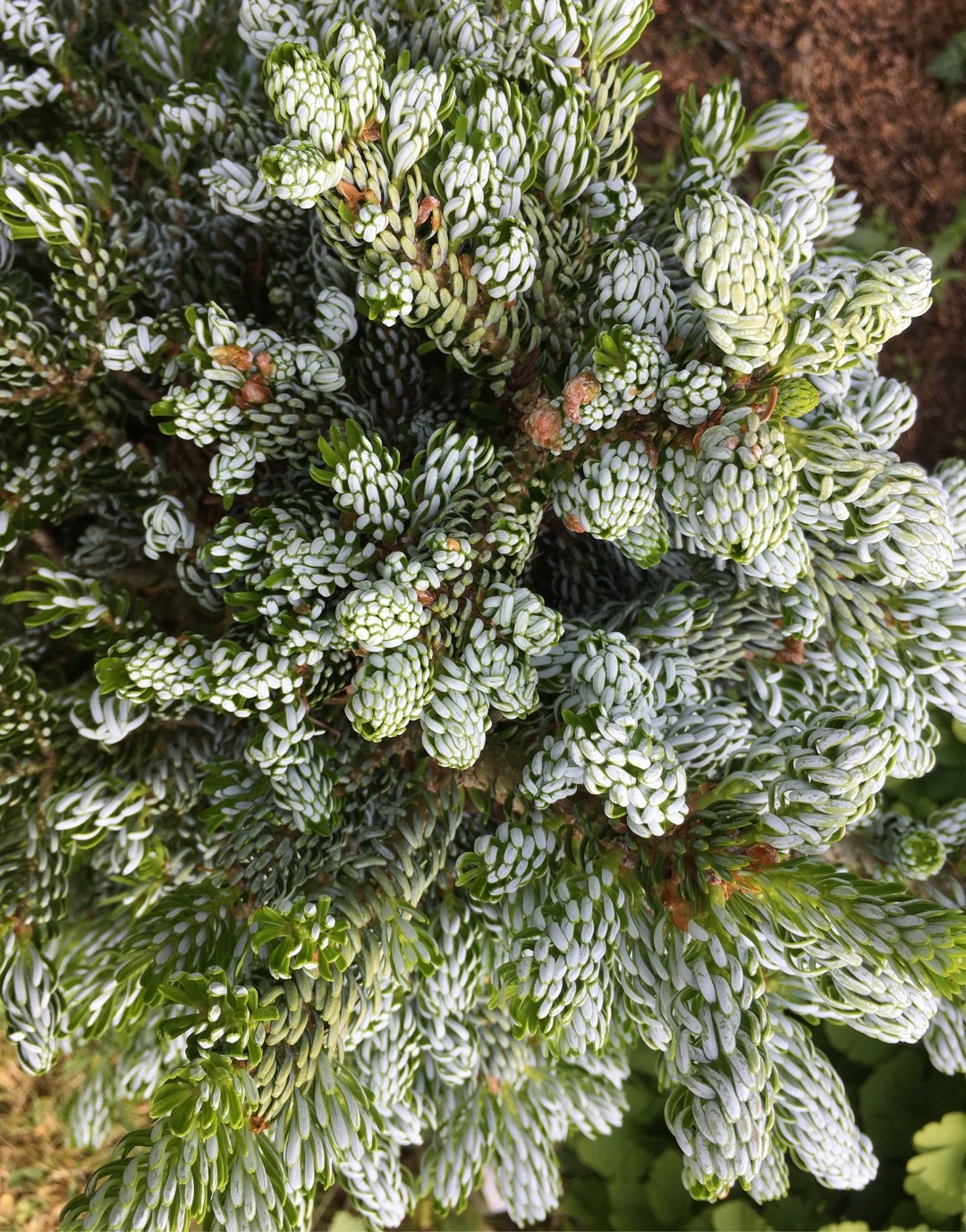 🍀 Korean fir 'Kohout's Ice Breaker' Care 101: Water, Light & Growing Tips
