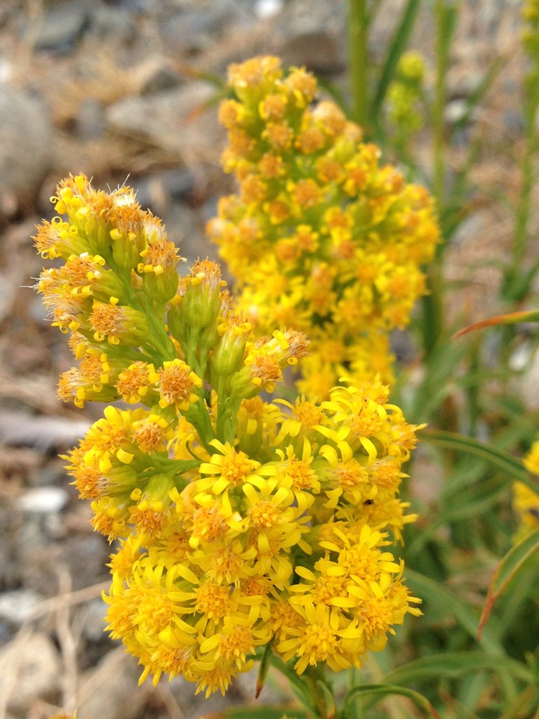 Solidago spectabilis - PictureThis