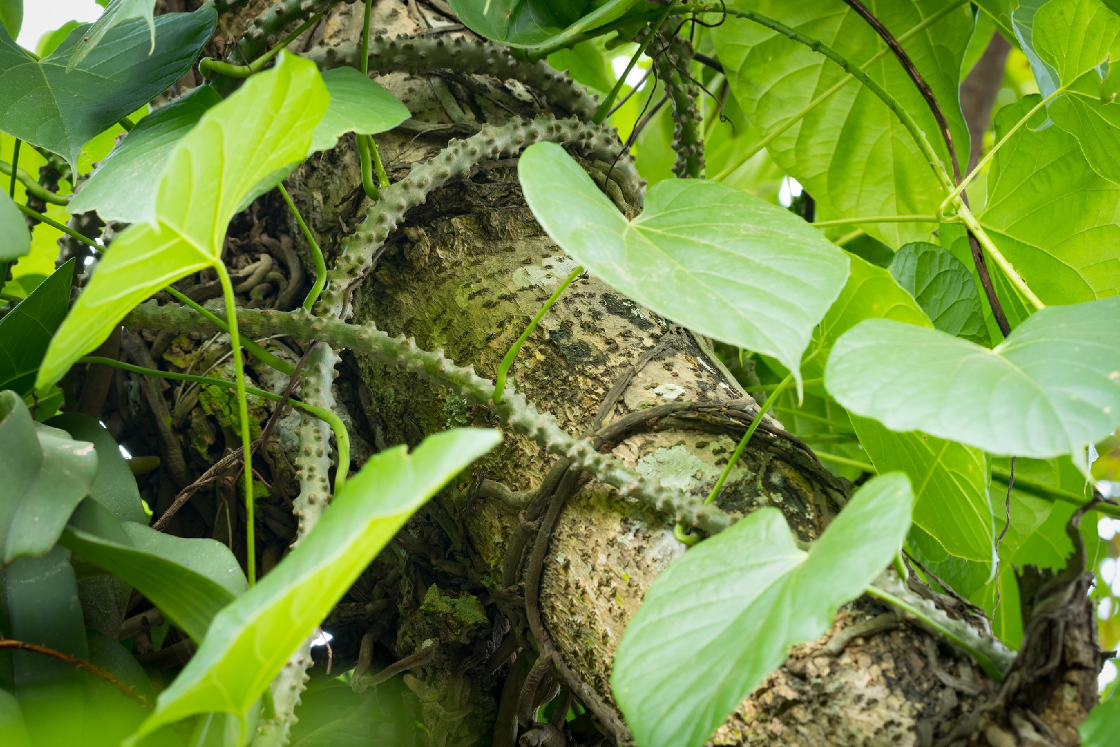Tinospora crispa - PictureThis