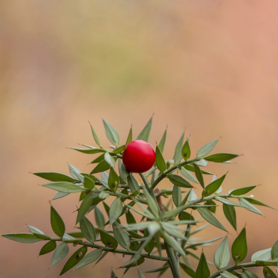 Ruscus Care (Watering, Fertilize, Pruning, Propagation) - PictureThis