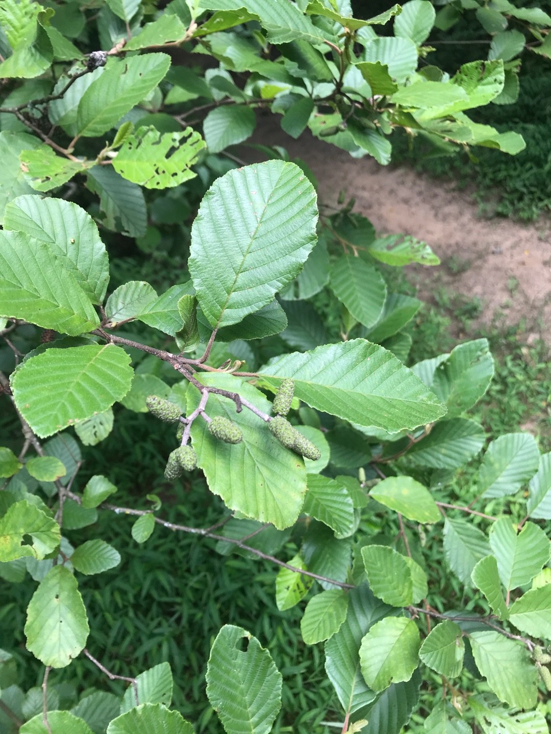 Alnus serrulata - PictureThis