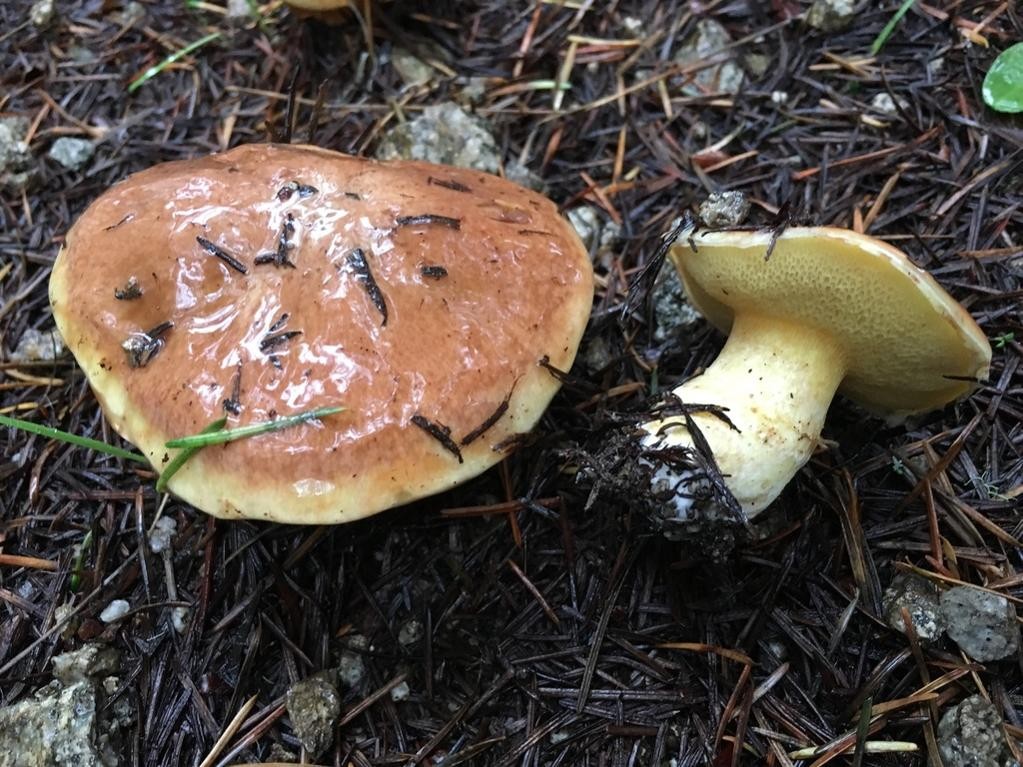 Suillus caerulescens - PictureThis