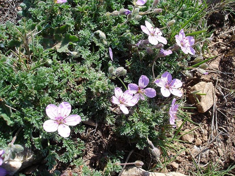 Erodium foetidum - PictureThis