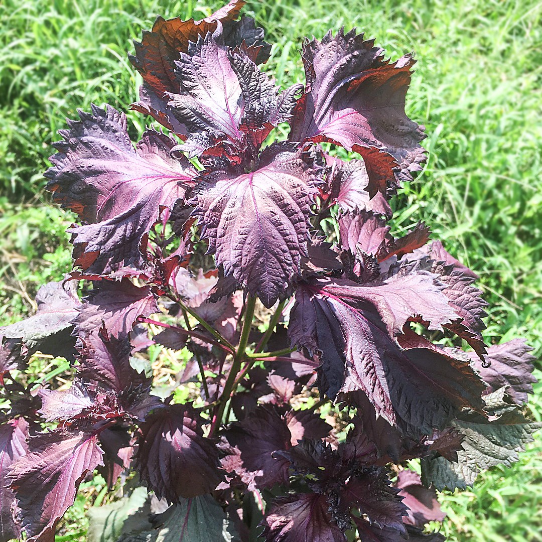 Perilla Flower, Leaf, Care, Uses - PictureThis