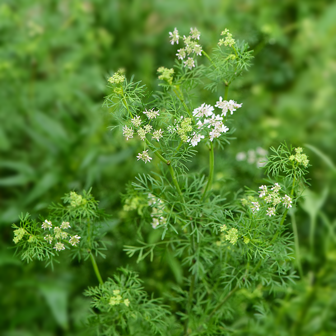 ¿Necesita Cilantro diferentes temperaturas según la estación del año ...