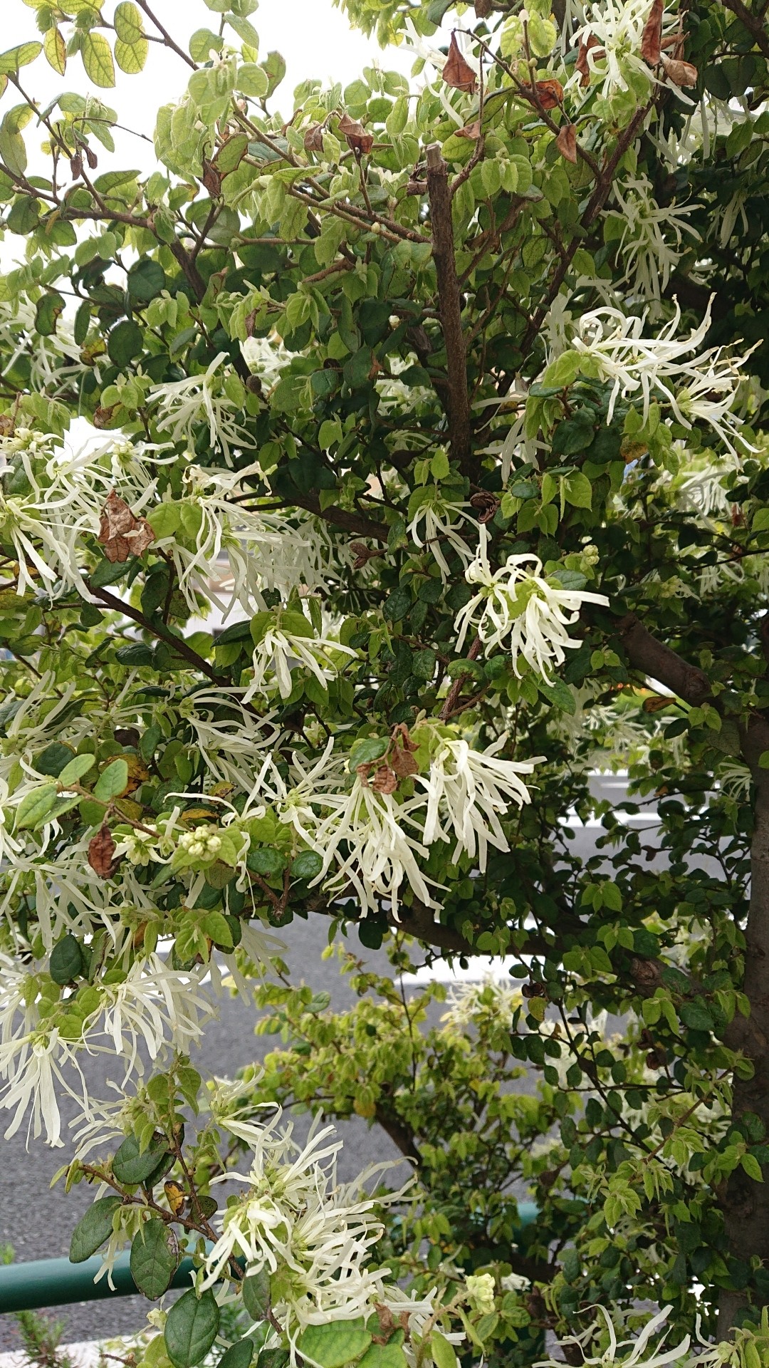 Chinese witch hazel Care (Watering, Fertilize, Pruning, Propagation ...