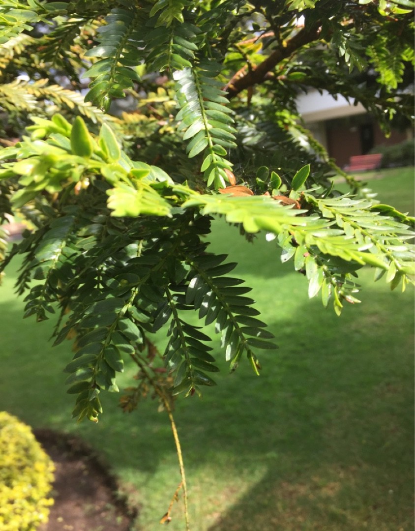 Pino romerón (Retrophyllum rospigliosii) - PictureThis