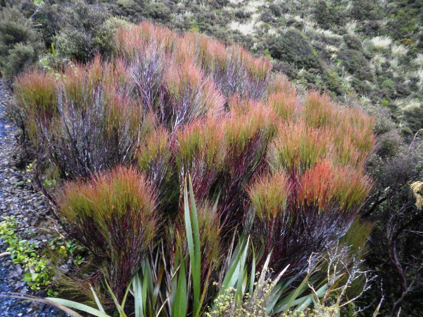 Dracophyllum longifolium - PictureThis