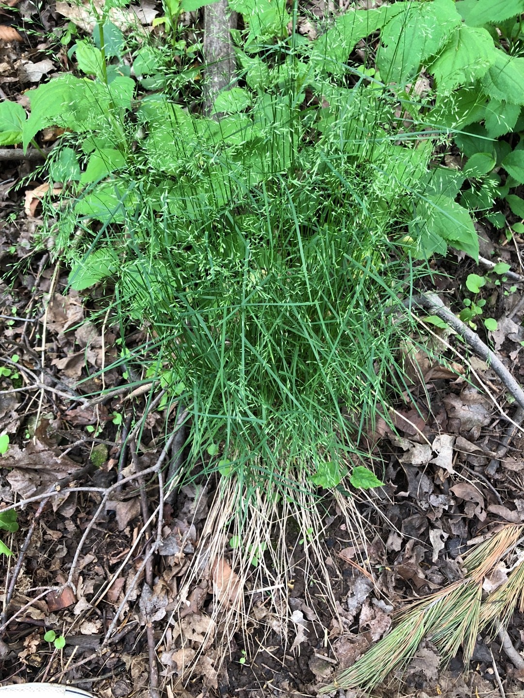 Praderas (Poa) - PictureThis