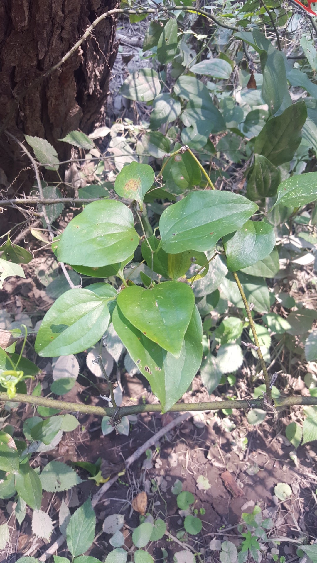 Smilax rotundifolia - PictureThis